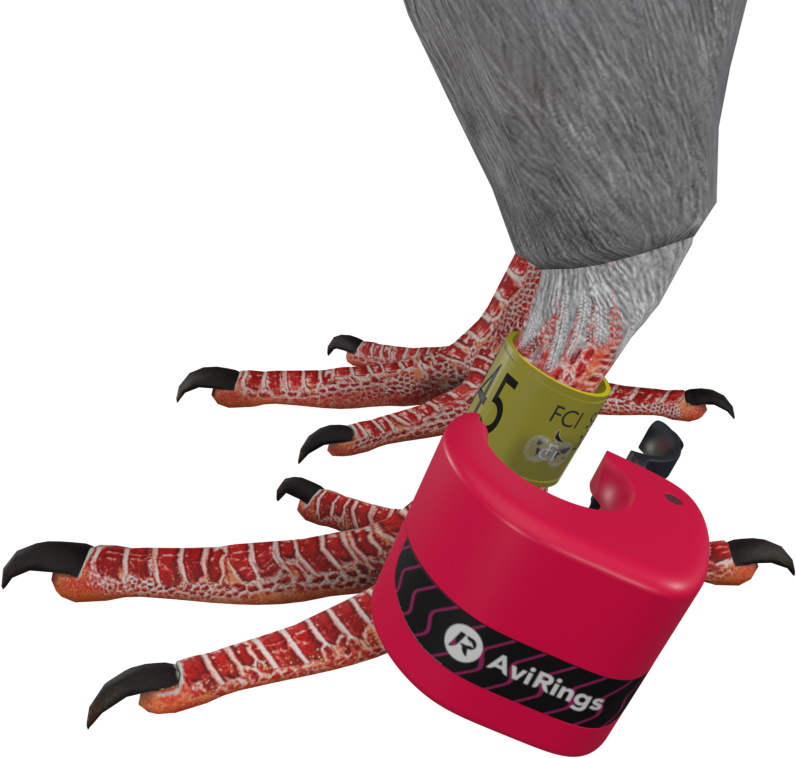 Track your Pigeon with AviRings GPS Ring Track your Pigeon with AviRings GPS Ring
